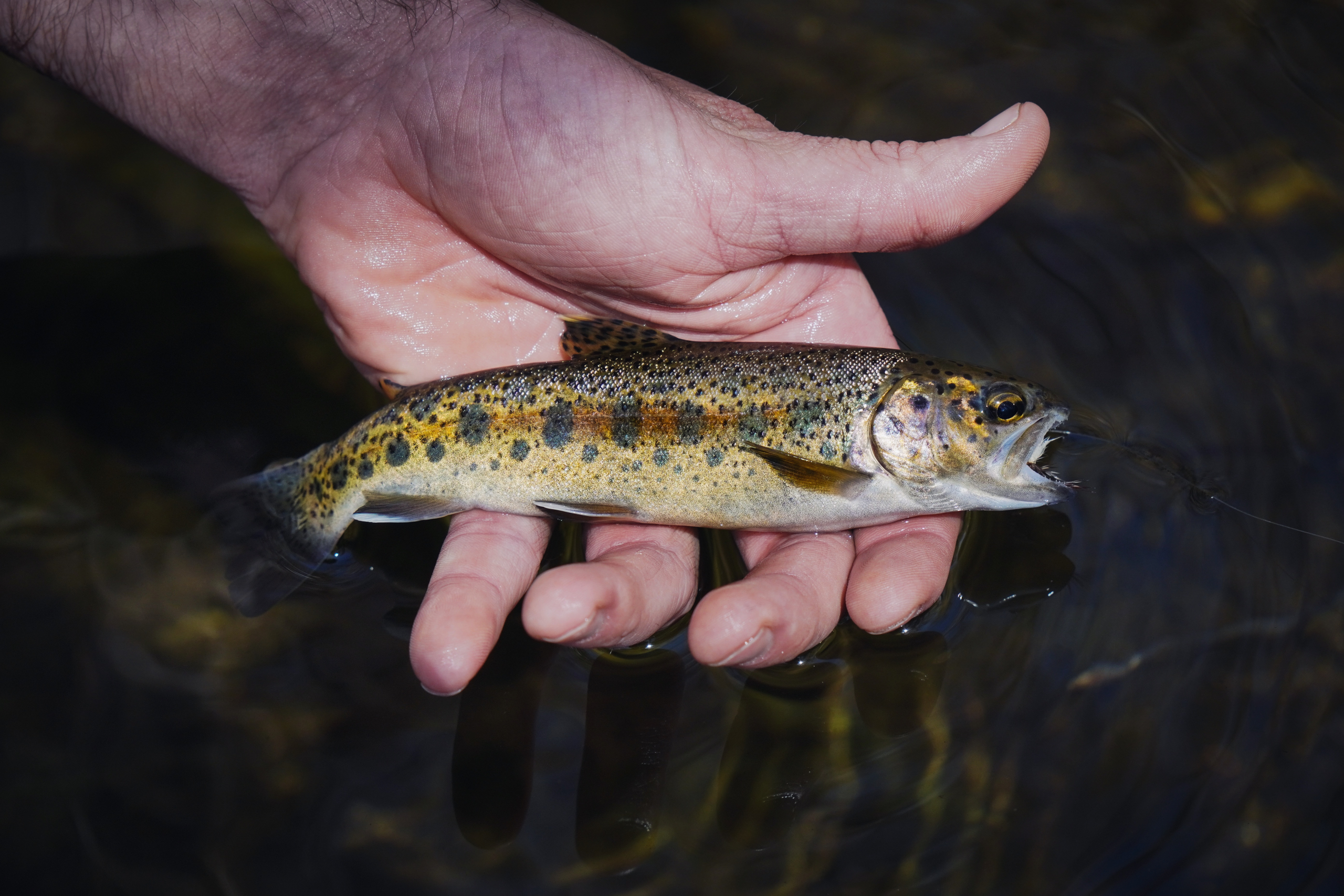 So Close, Yet So Far Away: Bikefishing and Solitude in the Los Padres ...