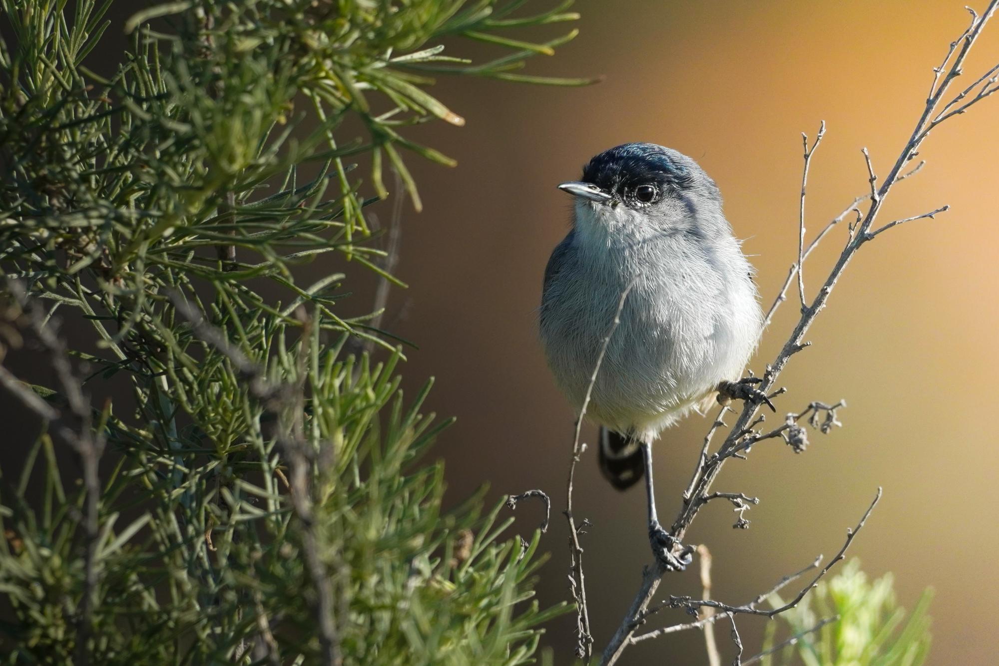 Endangered Species and Singletrack: The Inextricable Link Between ...